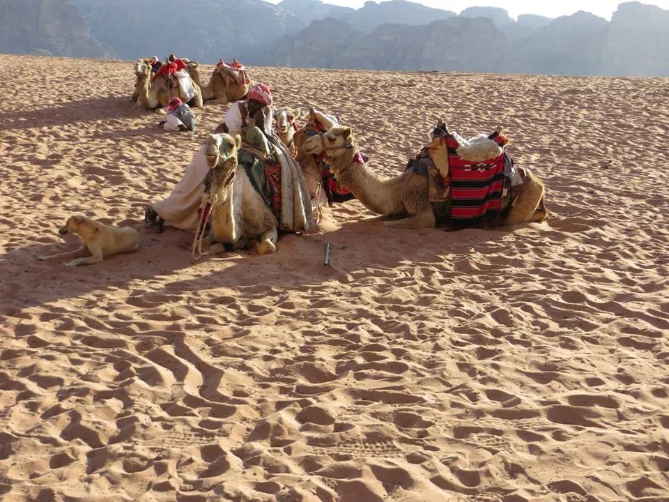 How to Tour Jordan (Tips from a Local)
