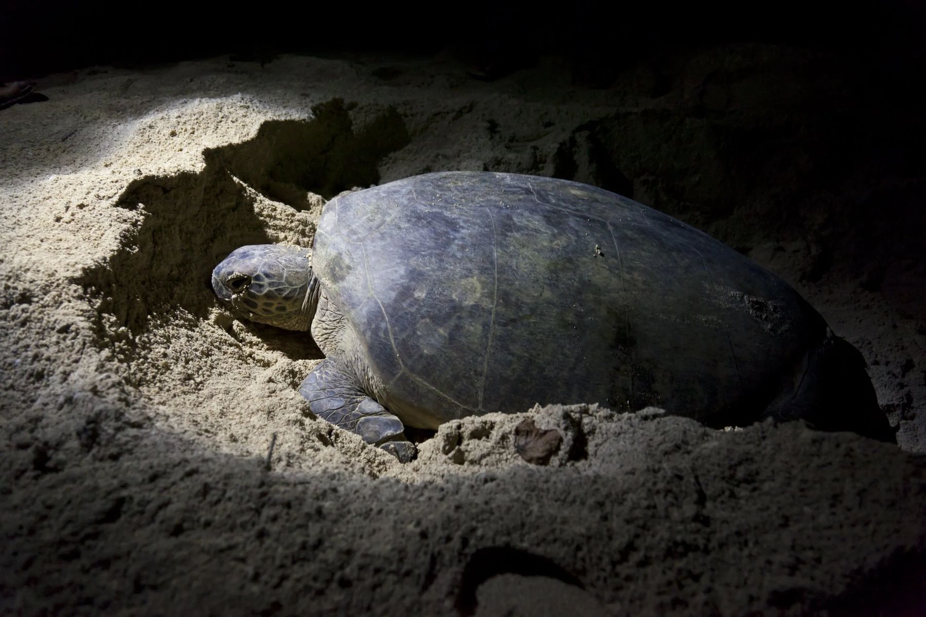 Saving Sea Turtles with STOP in Fort Lauderdale