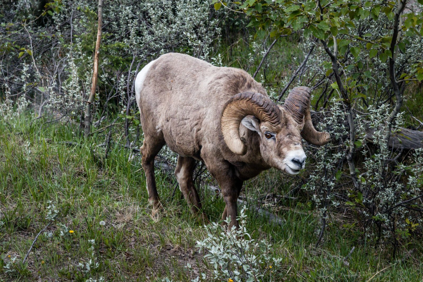 How To Spend 3 Days in Banff and Jasper