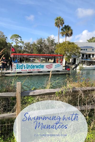 Swimming with Manatees in Crystal Rivers Florida