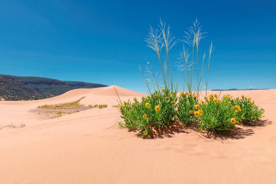 17 Things To Do In Kanab (Local's Guide)