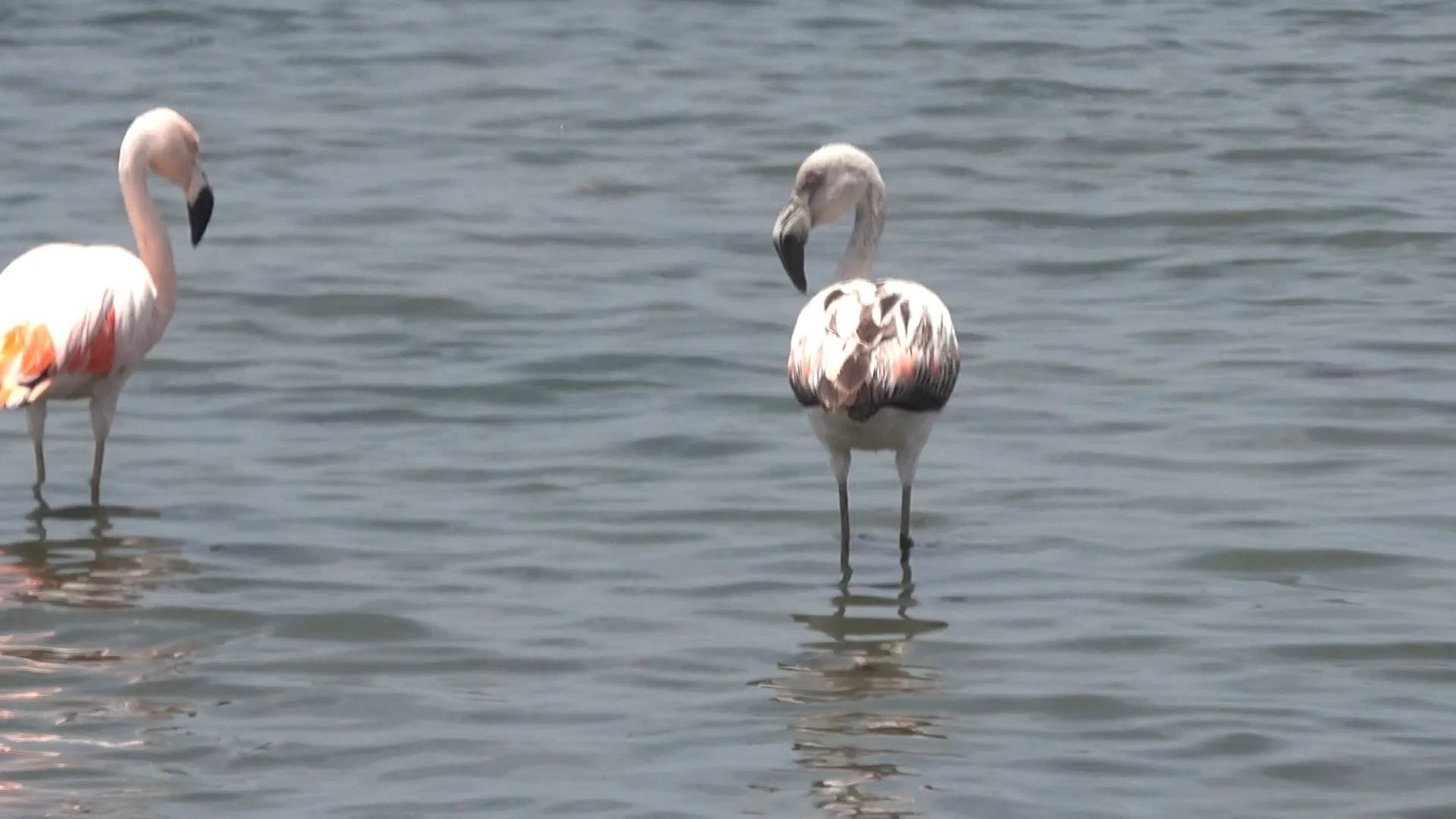 Tambo Colorado in Pisco Peru, The Best Preserved Inca Ruins in Peru