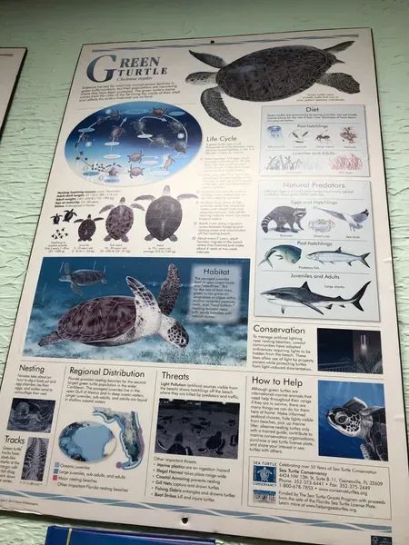 Saving Sea Turtles with STOP in Fort Lauderdale