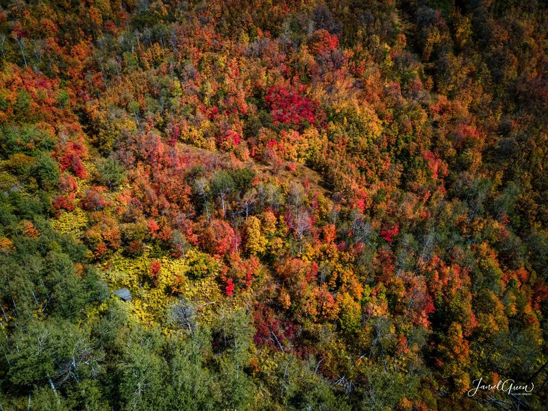 Best Places To See Fall Colors in Utah (A Local's Guide)