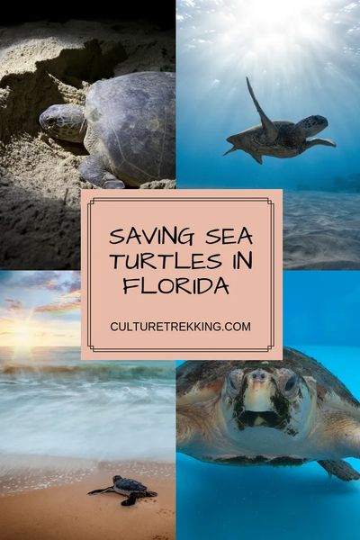 Saving Sea Turtles with STOP in Fort Lauderdale