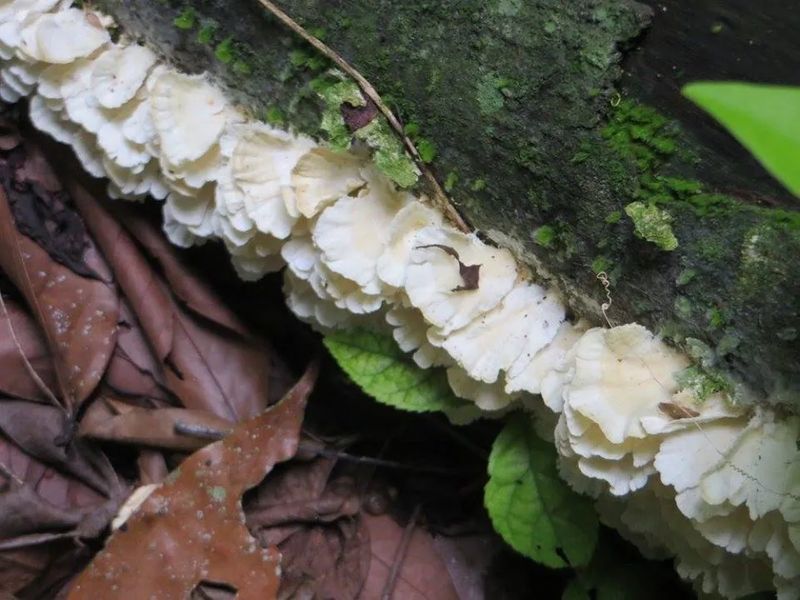 Hiking the Jungles of Jamaica